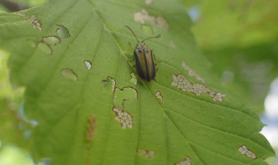 Elm Leaf Beetle