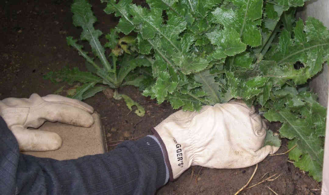 Weed Control Without Chemicals