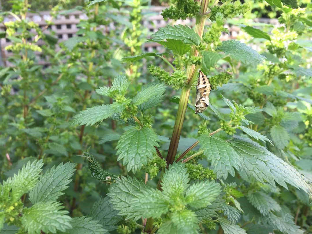 Stinging Nettles – friend, not foe