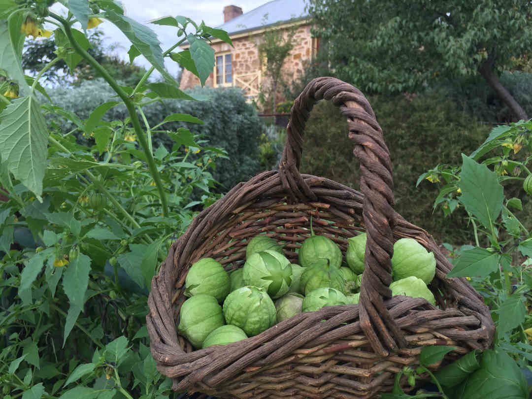 Tomatillo Varieties