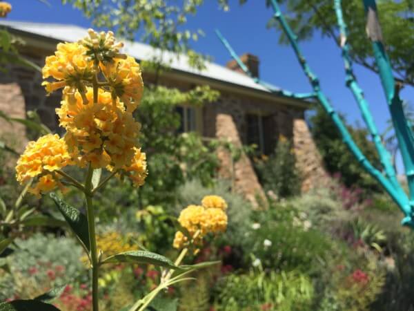 The Beauty of Buddlejas