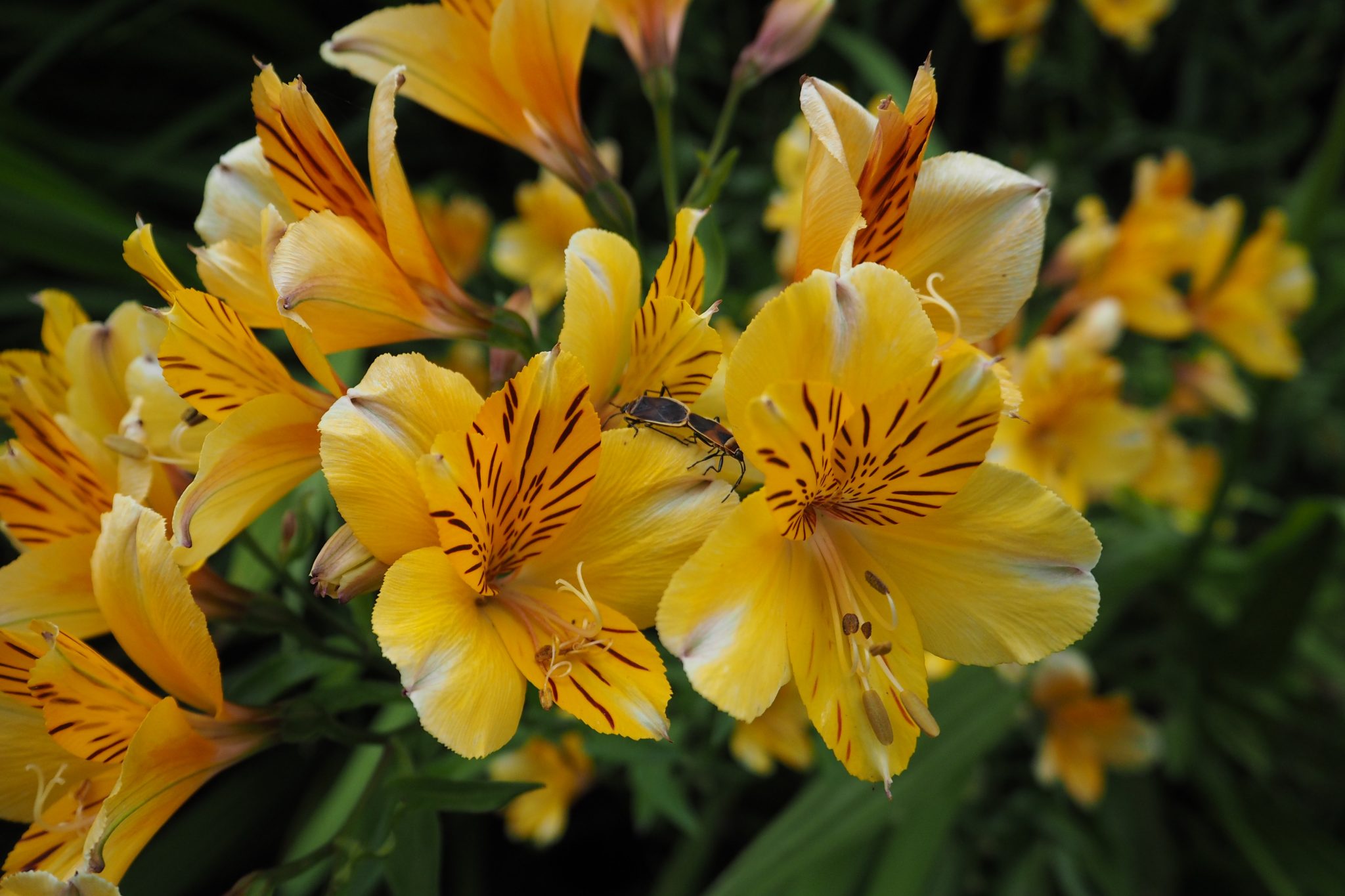Alstroemeria – Peruvian Lilies