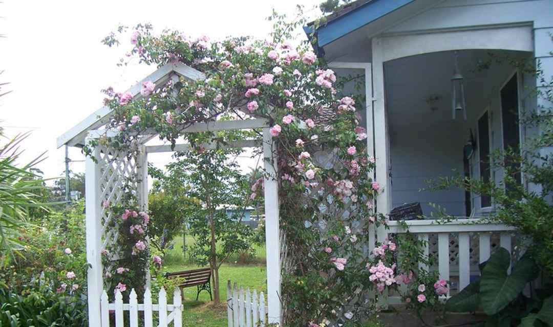 Pruning Climbing Roses